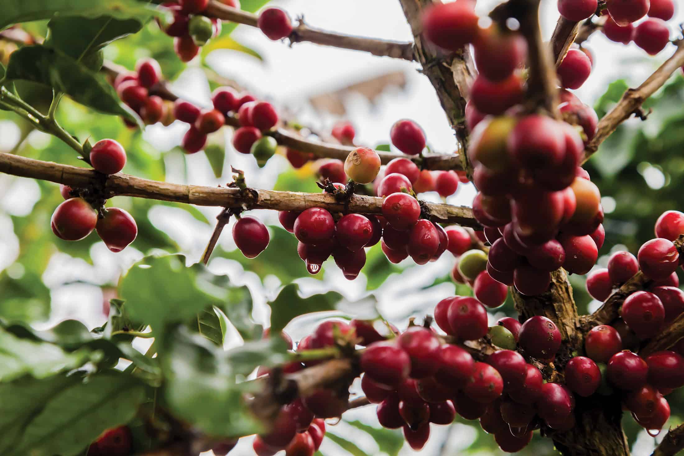 Raíz Sustainability: A Pathway to Ethical and Scalable Coffee Sourcing ...